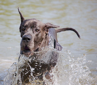 The DOG Blog: Baster-the most beautiful great dane!