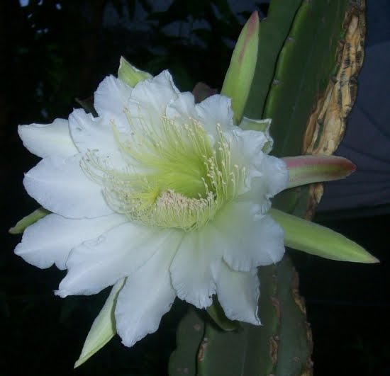 CANTINHO DA AFRODITE: Flor do Mandacaru..