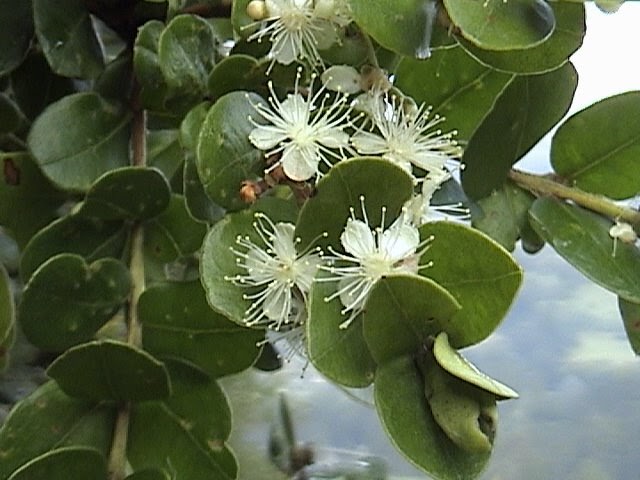mariasimona en el jardín: Arrayán (Myrcianthes leucoxyla Ortega)