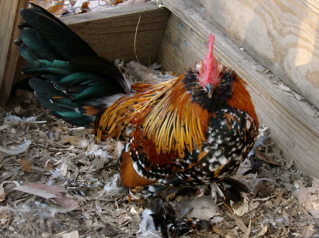 PAKSHIKOODARAM: Booted Bantam