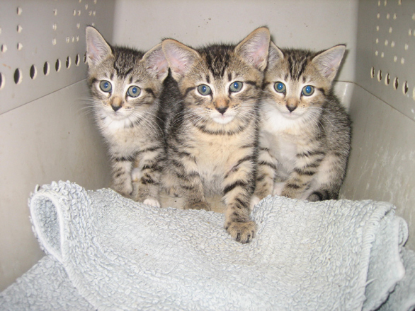 Many Moments Of Me: We Have Triplets