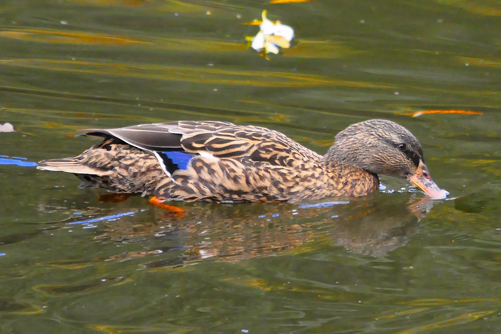 VisuNatura: Pato-real (Anas platyrhynchos)