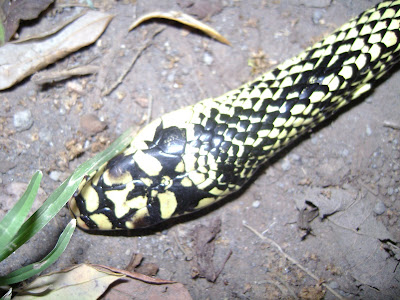 Nicaragua - People and places: Yellow snake/Barba amarilla