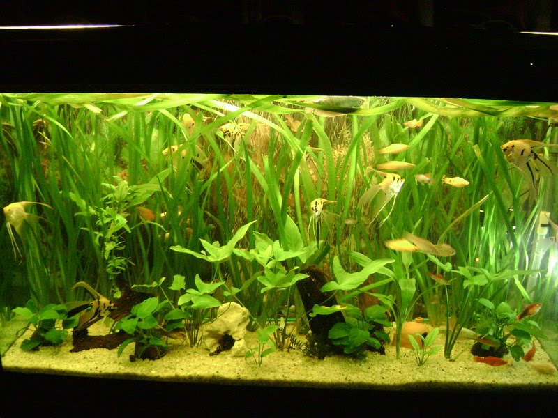 Acvaristica, pesti, plante: Poze pesti de pe: www.acvaristica ...