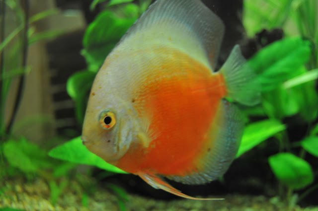 Acvaristica, pesti, plante: Poze, pesti, nevertebrate, plante