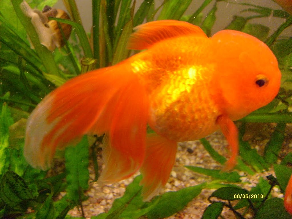 Acvaristica, pesti, plante: Poze, pesti, nevertebrate, plante