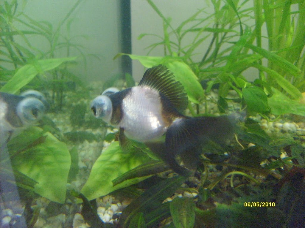 Acvaristica, pesti, plante: Poze, pesti, nevertebrate, plante