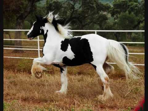 los mejores caballos: los mejores caballos