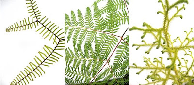 swamp cartography: Etch