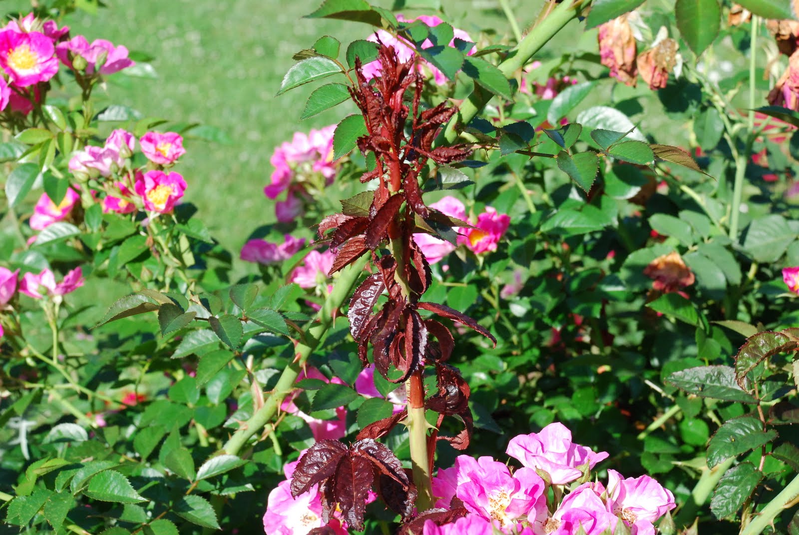 Dreaded Rose Rosette Disease | What Grows There :: Hugh Conlon ...