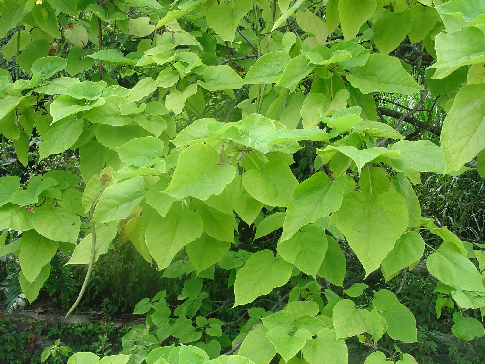 What grows there?: Northern Catalpa