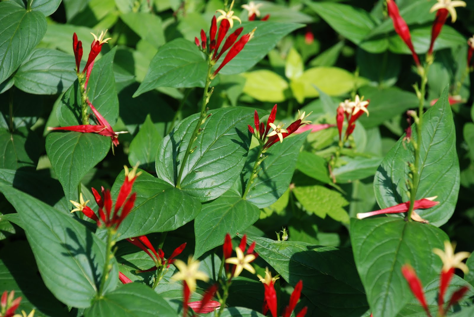 What grows there?: Indian Pink is a Summer Sizzler