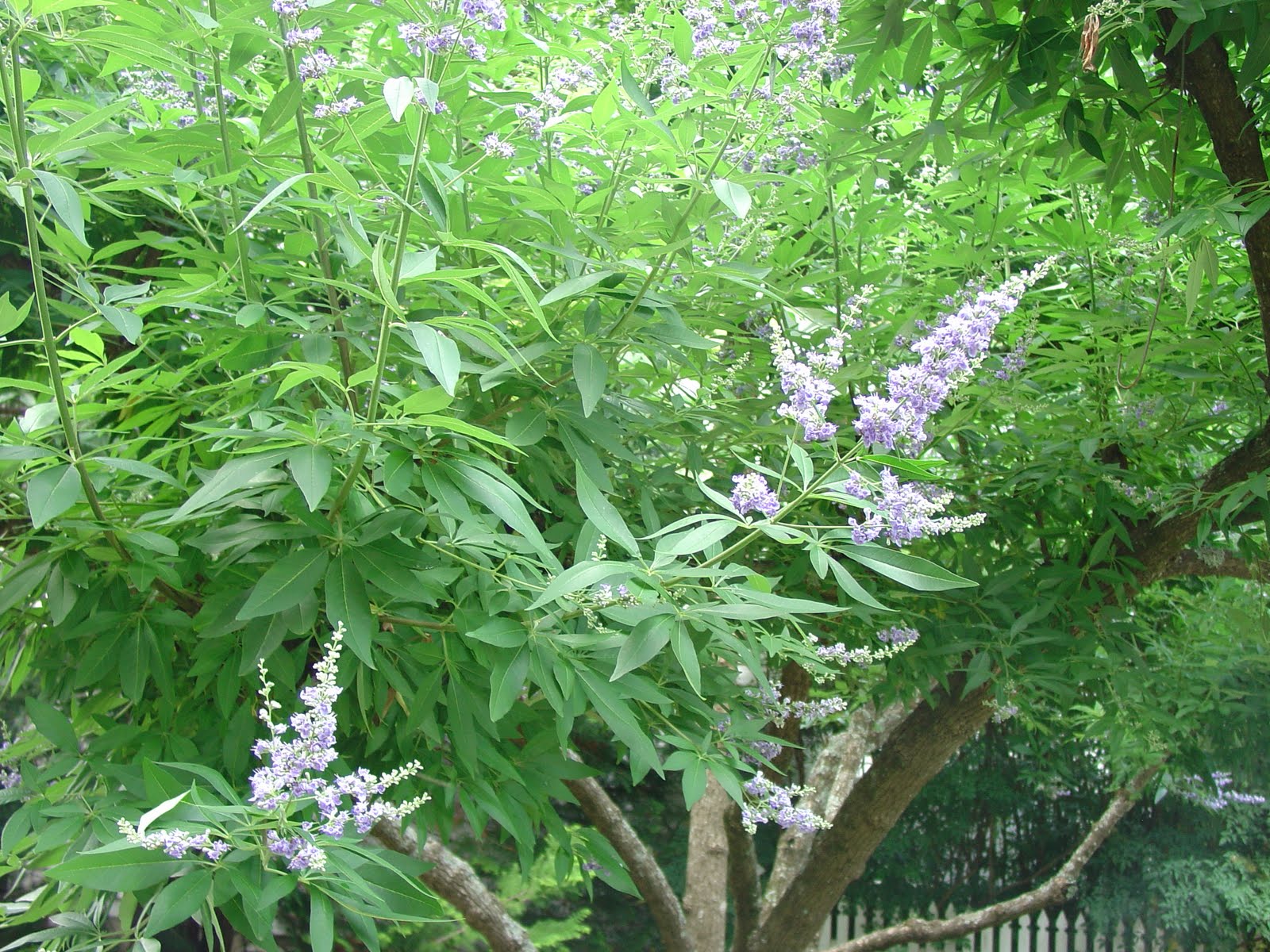 Vitex ‘Shoal Creek’ | What Grows There :: Hugh Conlon, Horticulturalist ...