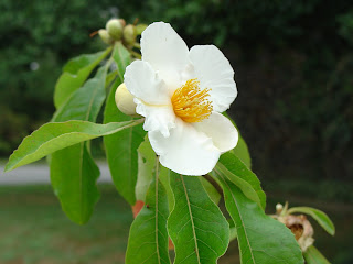 What grows there?: Franklinia - Native Tree Lost in the Wild