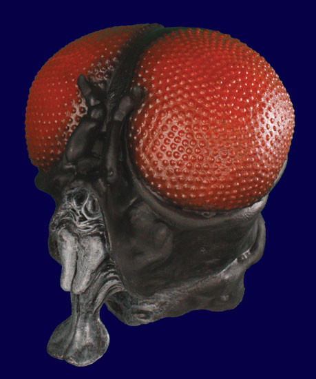 PUMPKINROT.COM: The Blog: The Fly