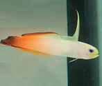 New Pet Fish: Red Firefish Goby