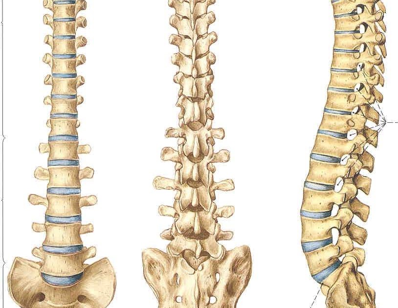 Diagnostico por Imagen: COLUMNA VERTEBRAL