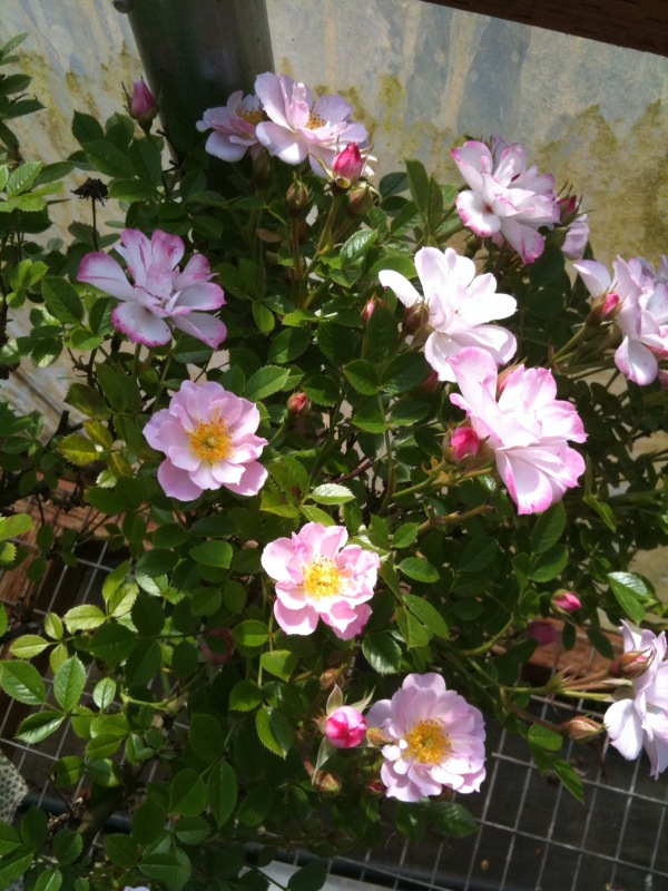 Paul Barden Roses: MORsoul