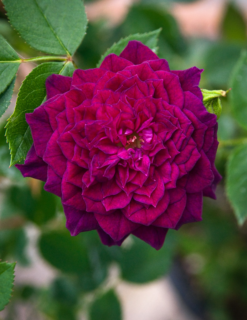 Paul Barden Roses: 25-07-07: one of the first to flower.