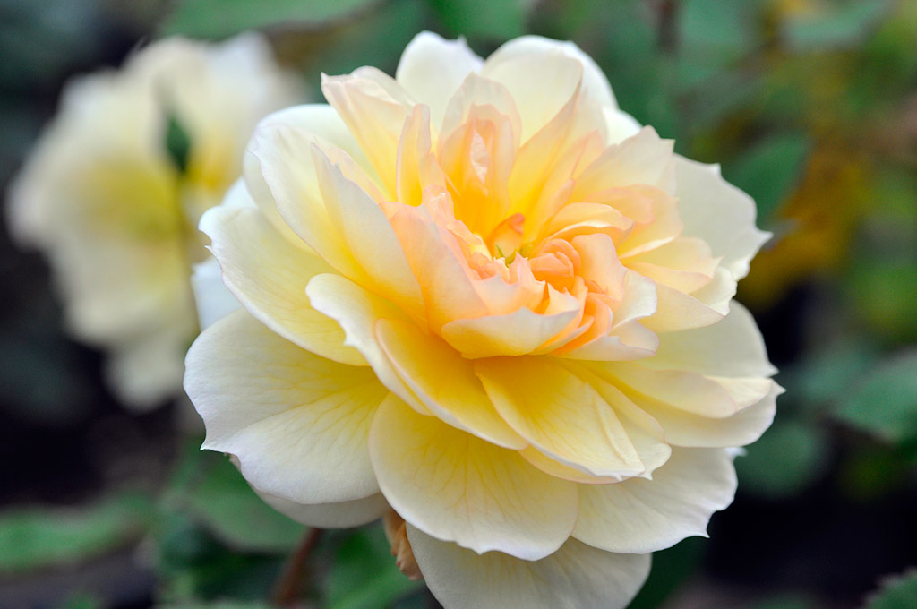 Paul Barden Roses: 2010