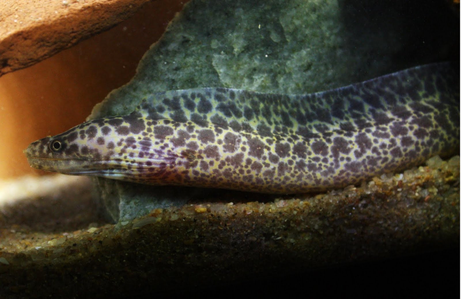 AquaticDawn: Undulated Moray, Gymnothorax undulatus