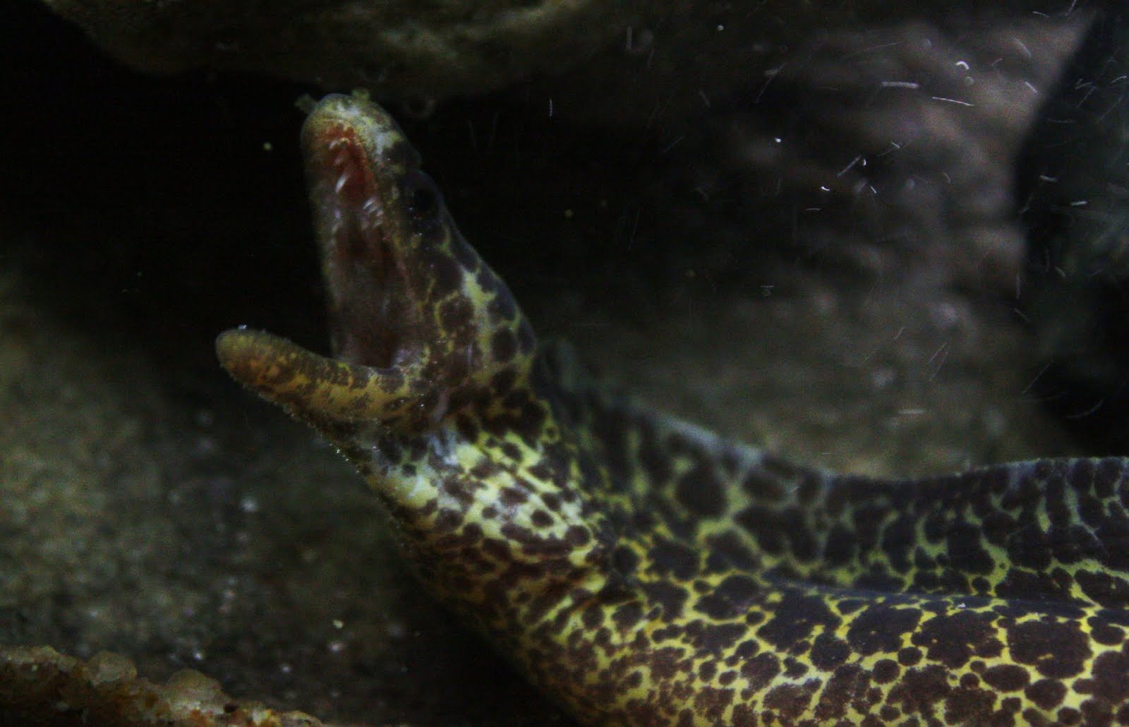 AquaticDawn: Undulated Moray, Gymnothorax undulatus