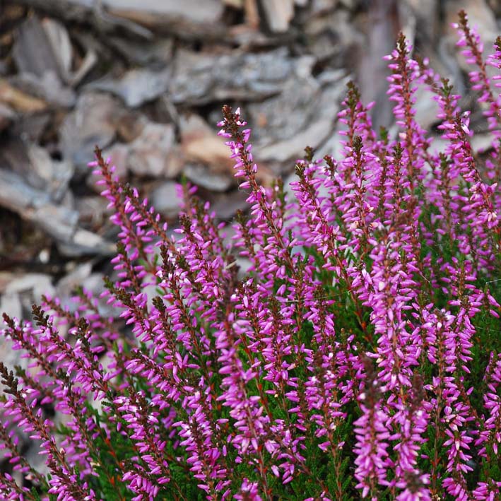 fotografia & grafika: wrzosy...