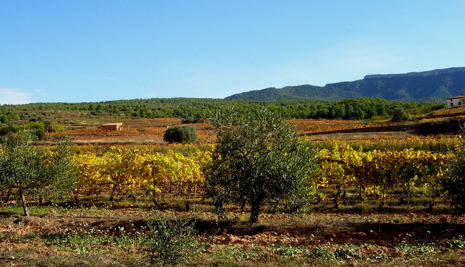 Miquel's ramble from the Catalan countryside: November 2009