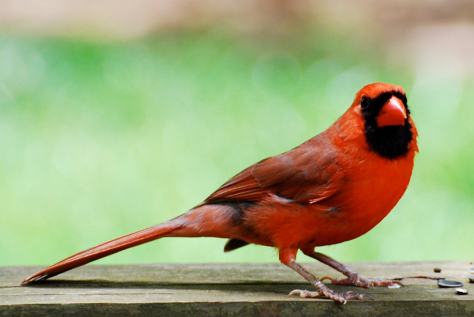 Bosque despierto: Cardenal rojo
