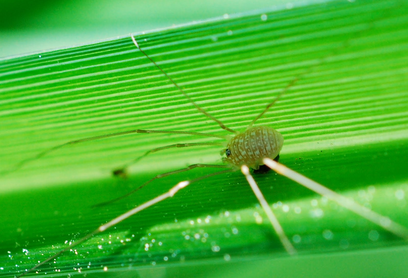 Bosque despierto: Opiliones