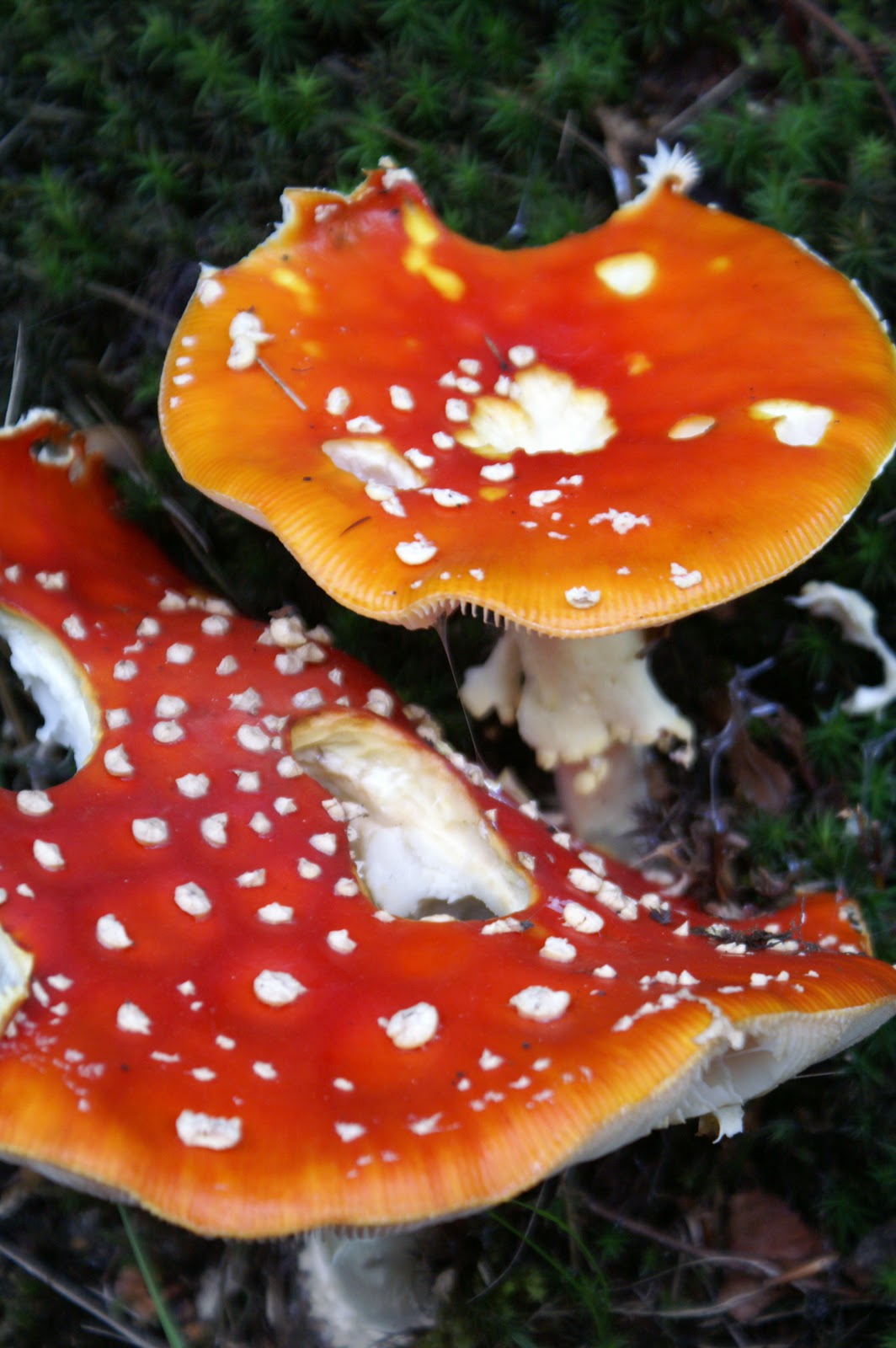 Doğayı Keşfederken: Sinek yada gelin mantari (amanita muscaria)