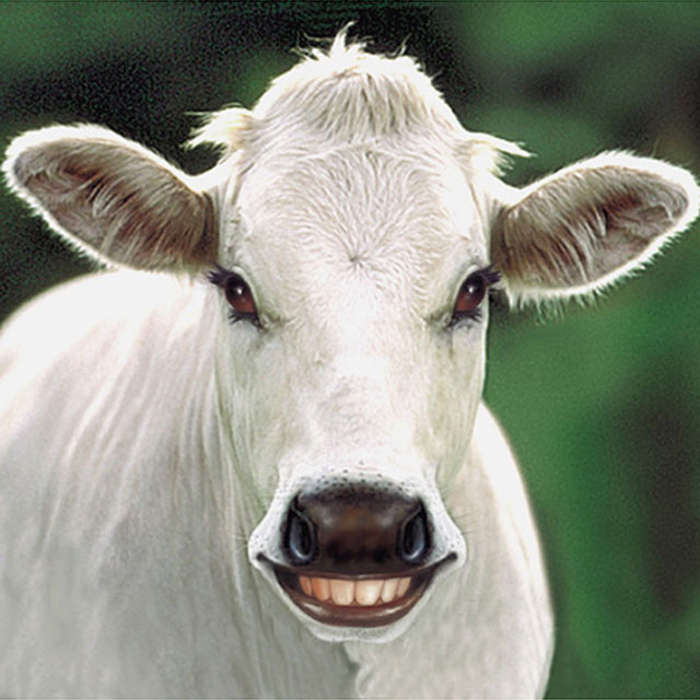 Risada.com: The Best da vaca