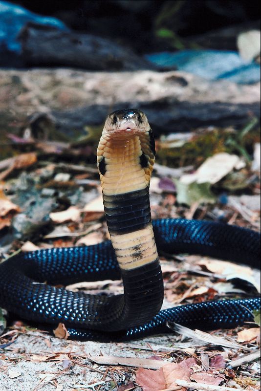 Nature: Observations and Meanings: COBRA FAMILY (ELAPIDAE): Power of ...