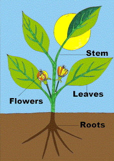 The Great World of Plants: Parts of Plants