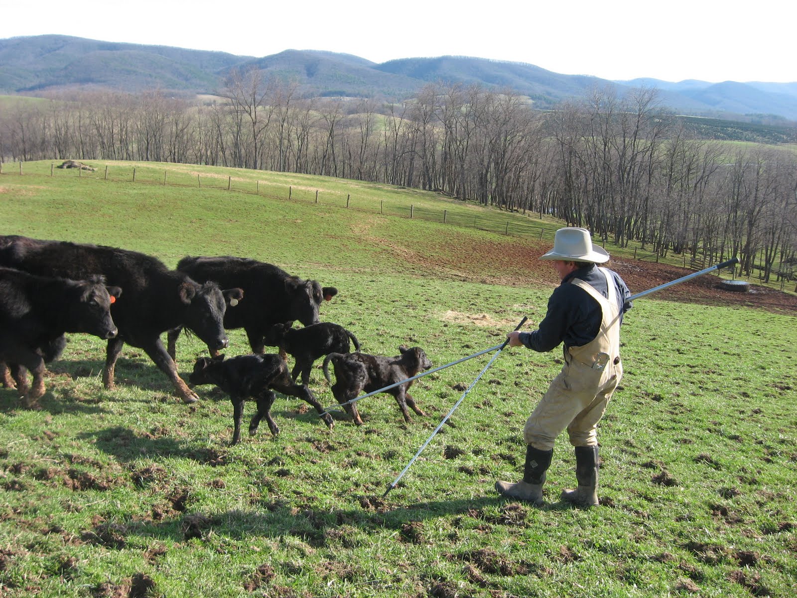 4R Ranch: Calf Catcher
