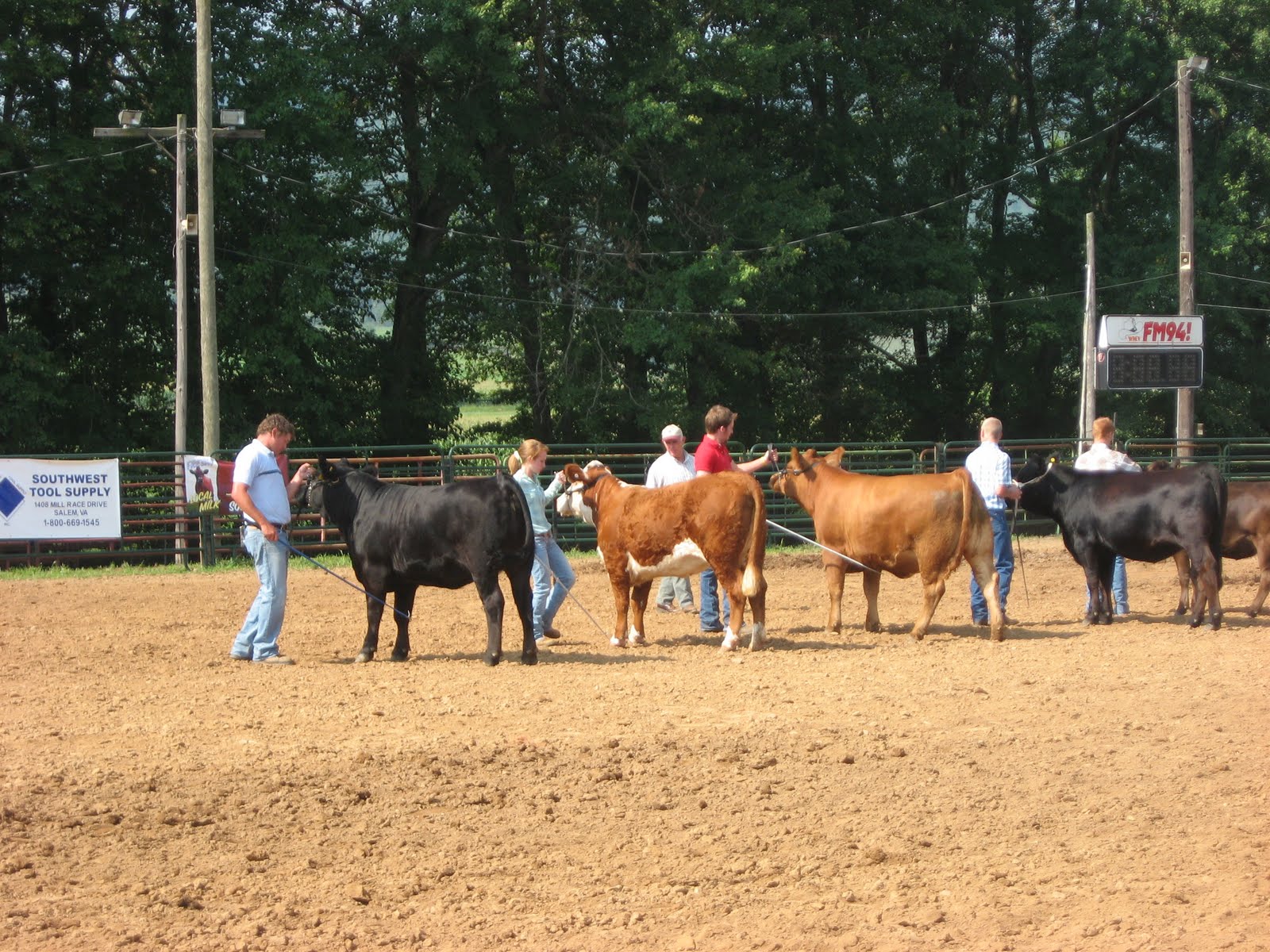 4R Ranch: Fair Cattle Show