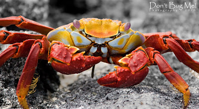 Don't Bug Me!: Macro Monday - Feeling a Little Bit Crabby.