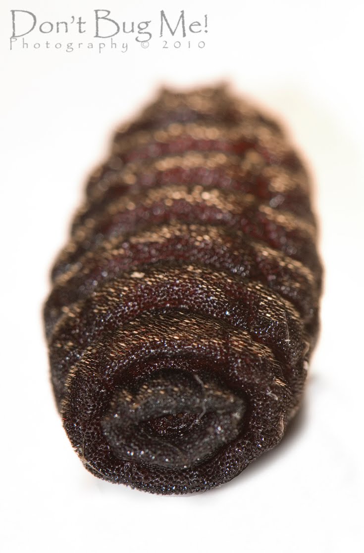 Squirrel Bot Fly Parasite Mini