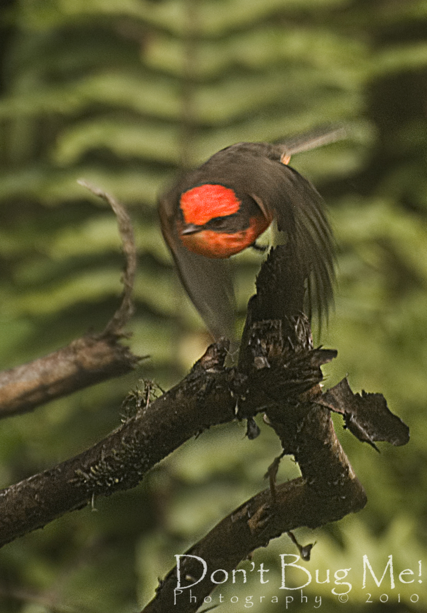 Don't Bug Me!: Seeing Red - or Should That be Vermillion?