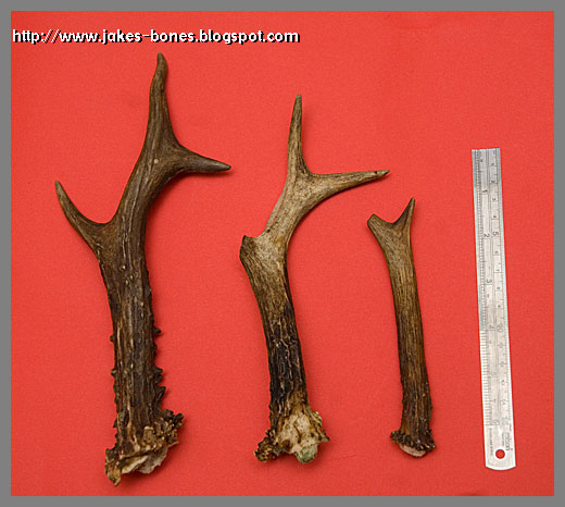 How roe deer antlers grow : Jake's Bones