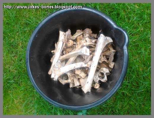 How I clean up animal bones : Jake's Bones