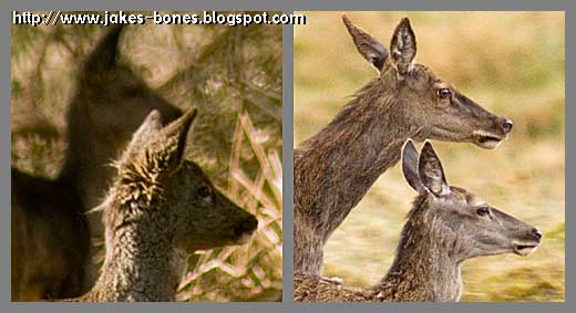 How to tell red and roe deer apart : Jake's Bones