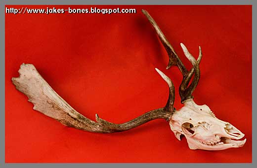 How I cleaned up my fallow deer skull : Jake's Bones