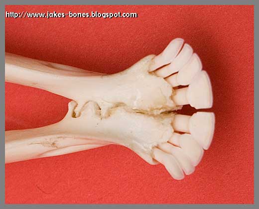 How I cleaned up my fallow deer skull : Jake's Bones