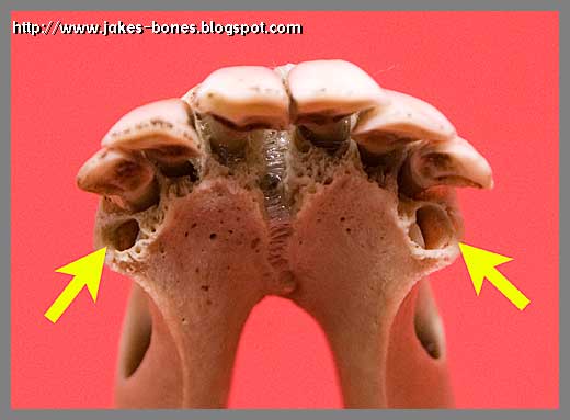 The perfect sheep skull : Jake's Bones