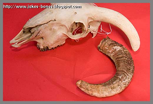 The perfect sheep skull : Jake's Bones