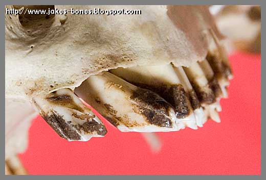 The perfect sheep skull : Jake's Bones