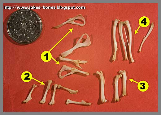 Finding owl pellets : Jake's Bones