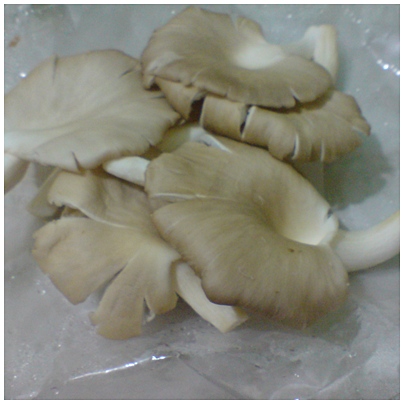 DiaRY Ku... KeHiDuPaNku.. iSi HaTiKu....: Bekfes Cendawan Goreng........