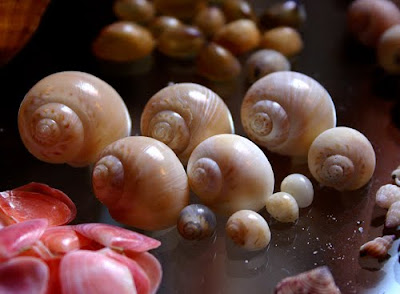 AAA ACCADEMIA AFFAMATI AFFANNATI: EBRIDI ESTERNE. CONCHIGLIE. EUSPIRA ...